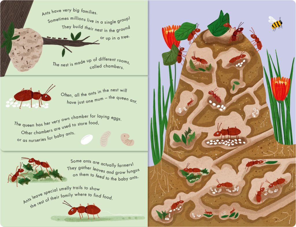 Bees & Beetles: A Flip-Flap Book of Bugs - Little Tiger
