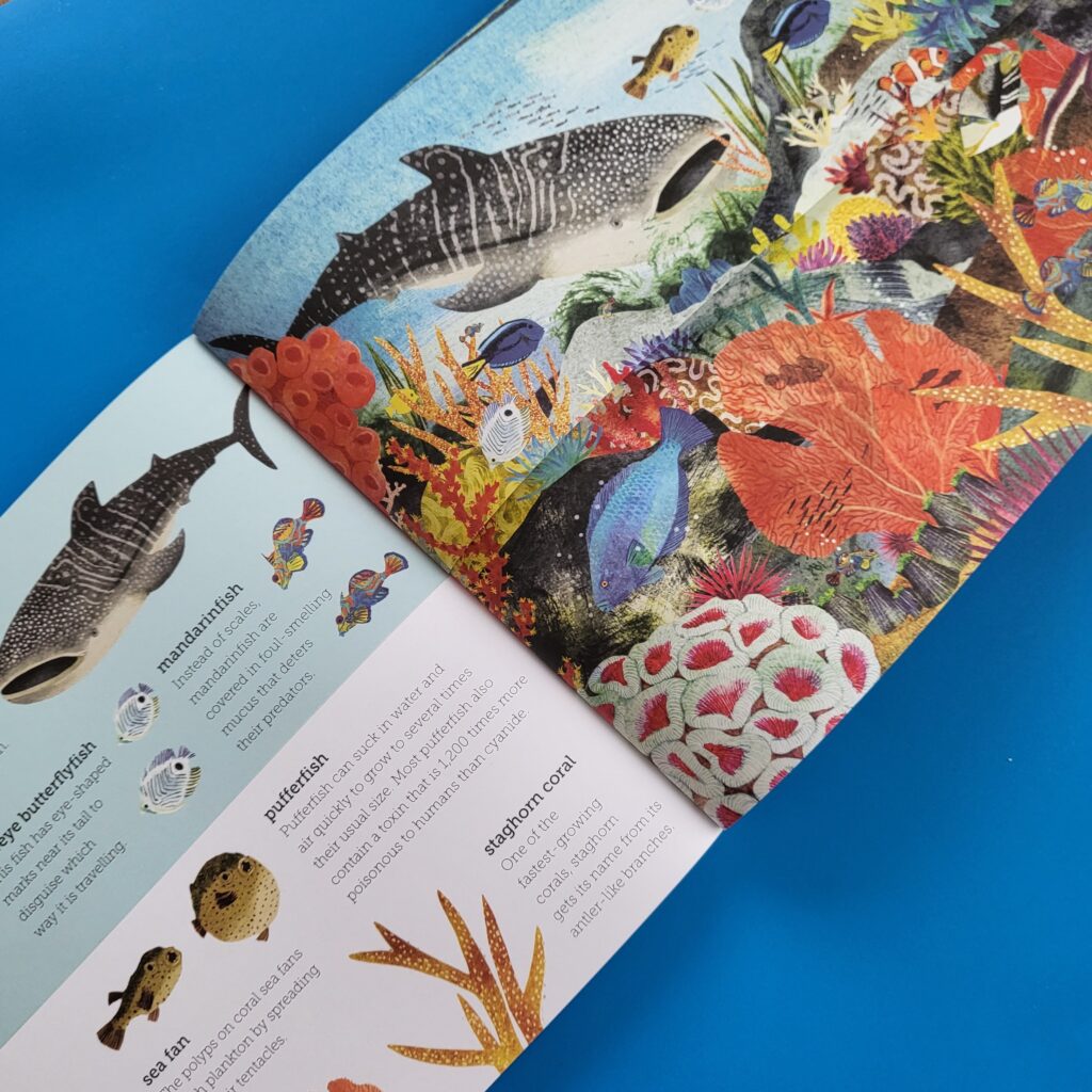 Q&A with Above and Below: Sea and Shore author, Harriet Evans - Little ...