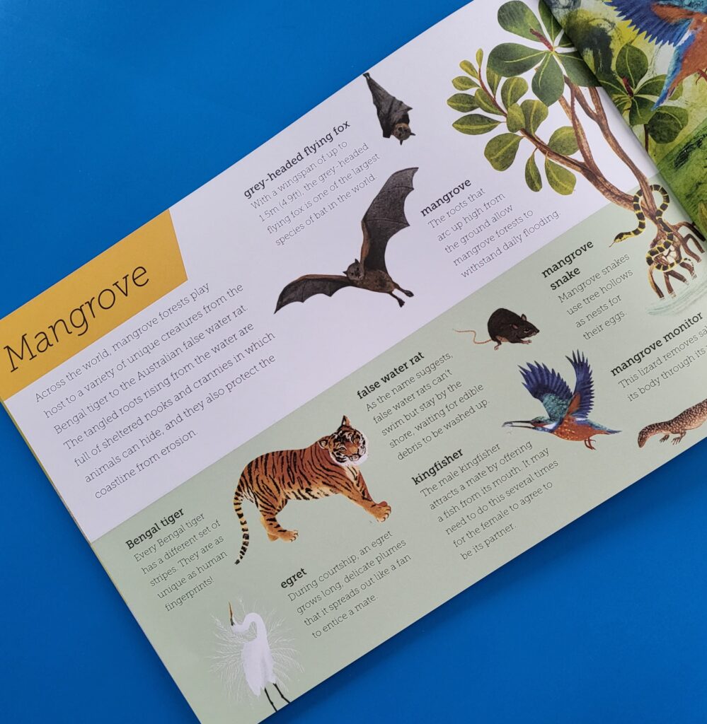 Q&A with Above and Below: Sea and Shore author, Harriet Evans - Little ...